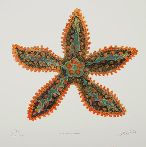 Northern Giant - Starfish | Matthew Smith at Quincy Pond